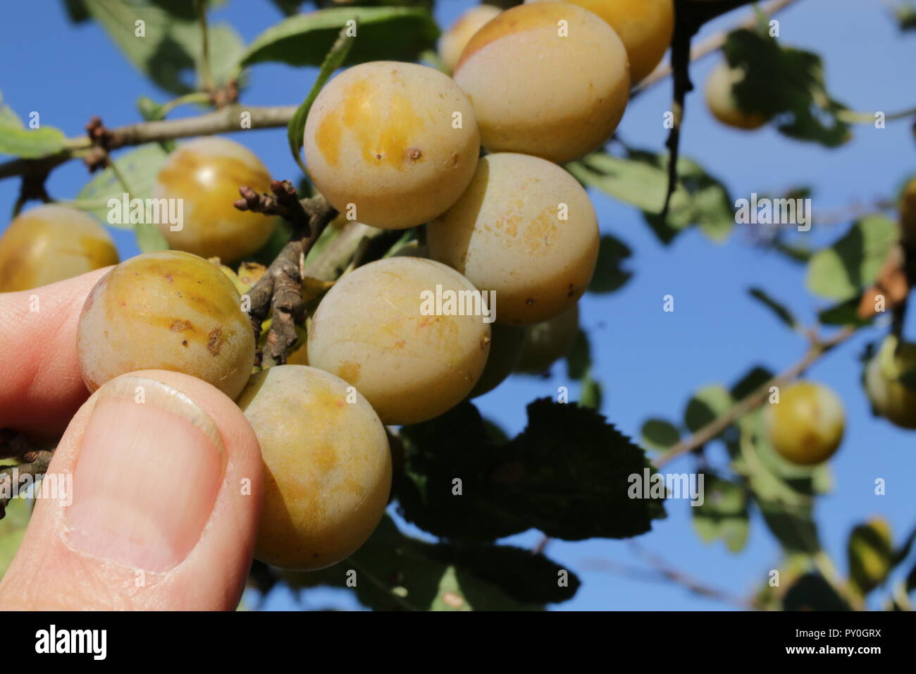 Bullace plum hi-res stock photography and images - Alamy