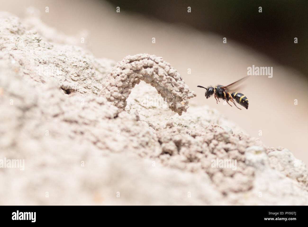 Spiny mason wasp (Odynerus spinipes) with nest chimney constructed from ...