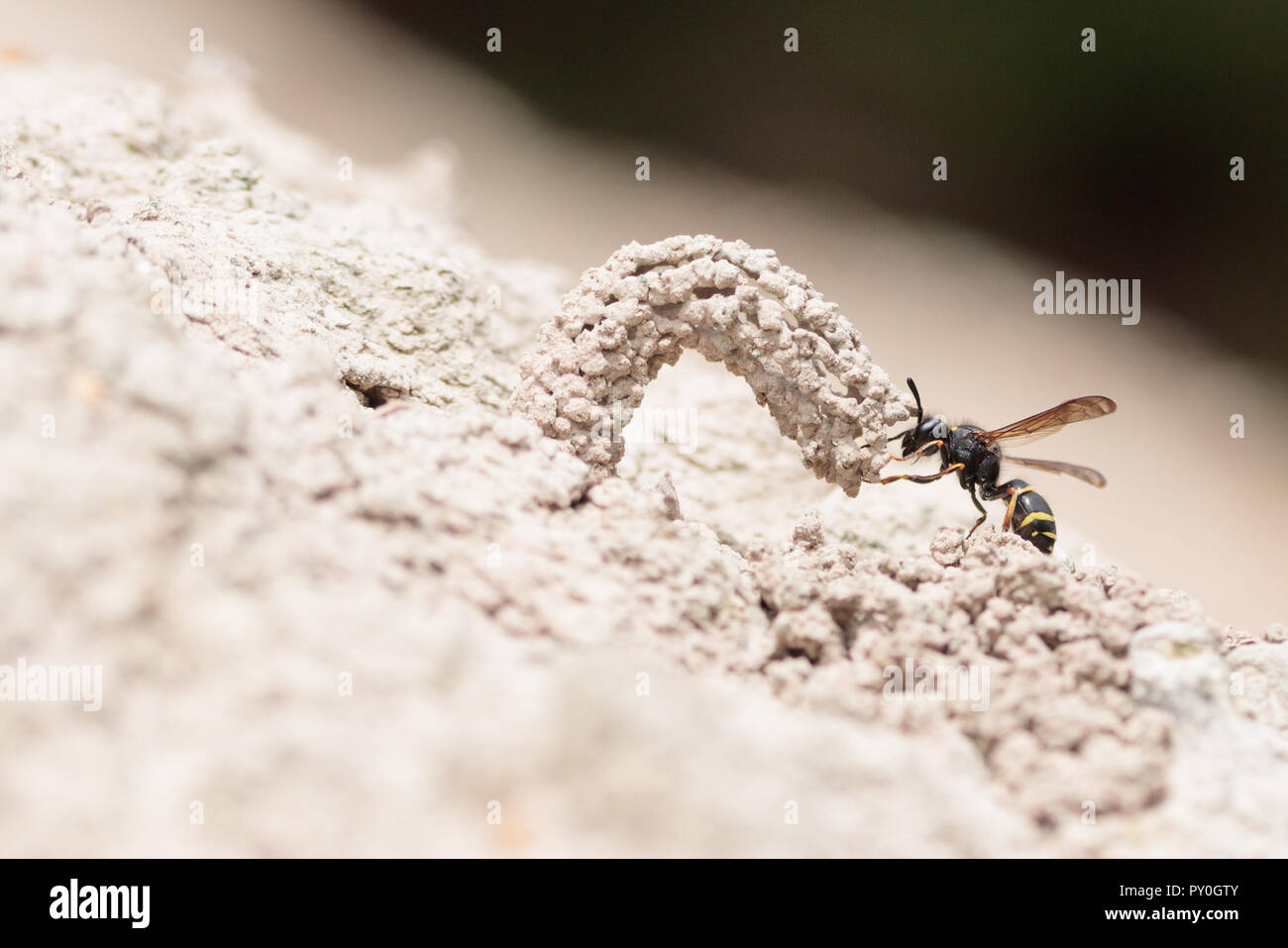 Spiny mason wasp (Odynerus spinipes) with nest chimney constructed from ...