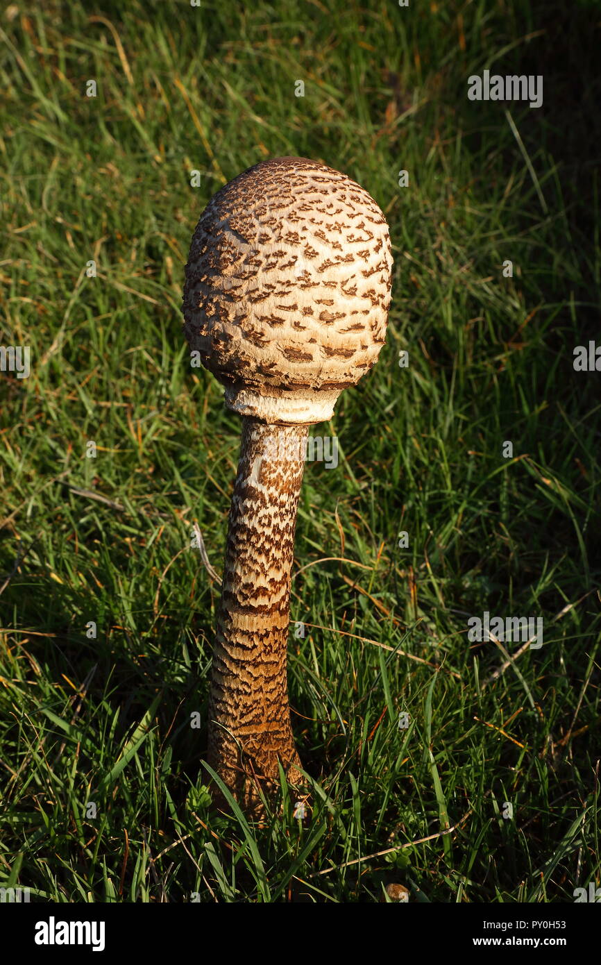 Bulbous scales hi-res stock photography and images - Alamy