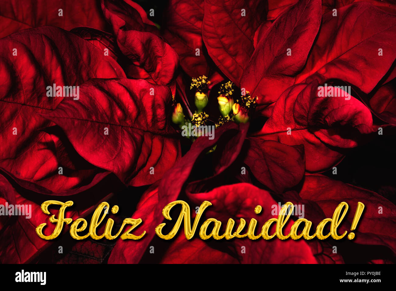 Happy christmas in spanish hi-res stock photography and images - Alamy