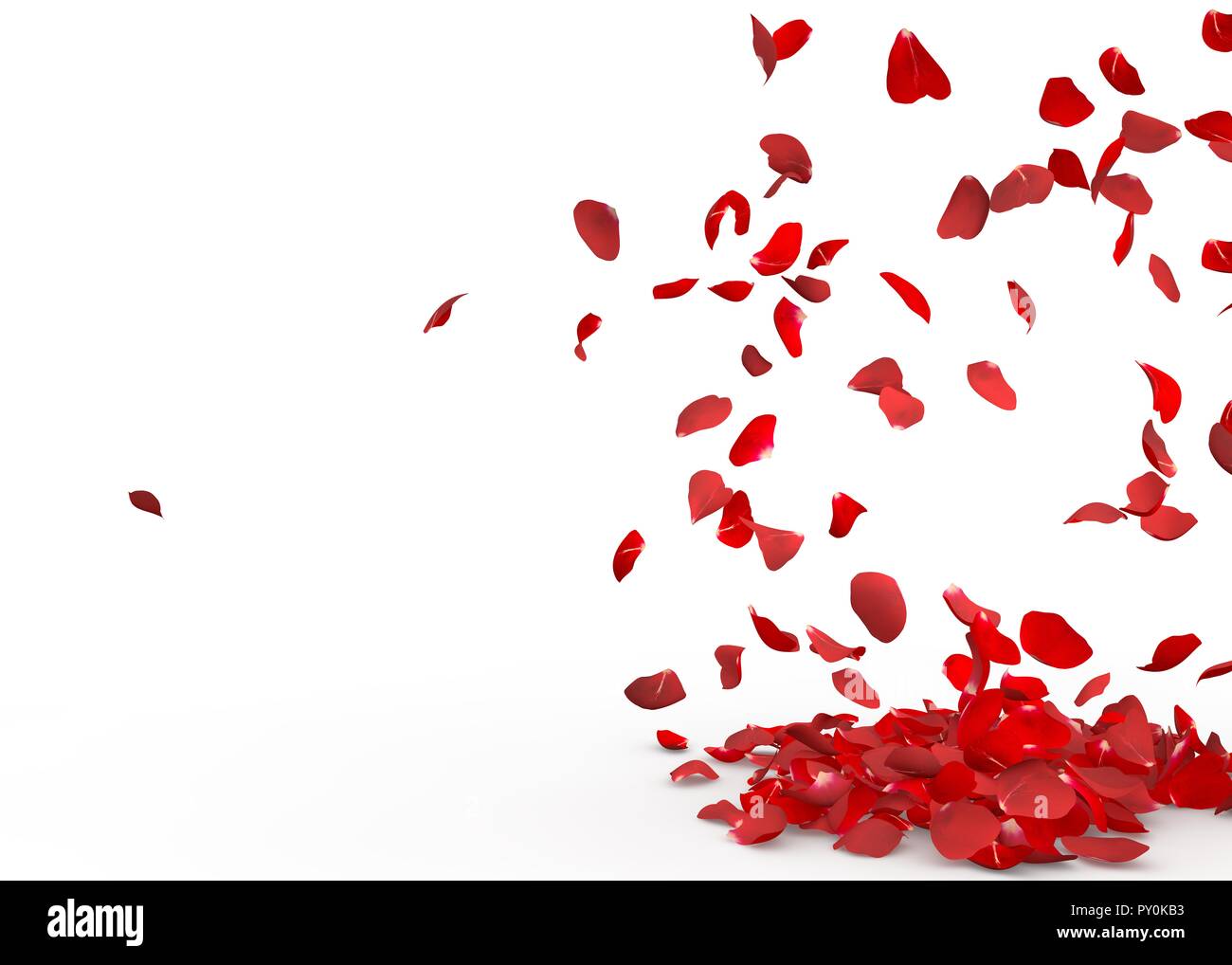 Rose petals fall to the floor. Isolated background Stock Photo - Alamy