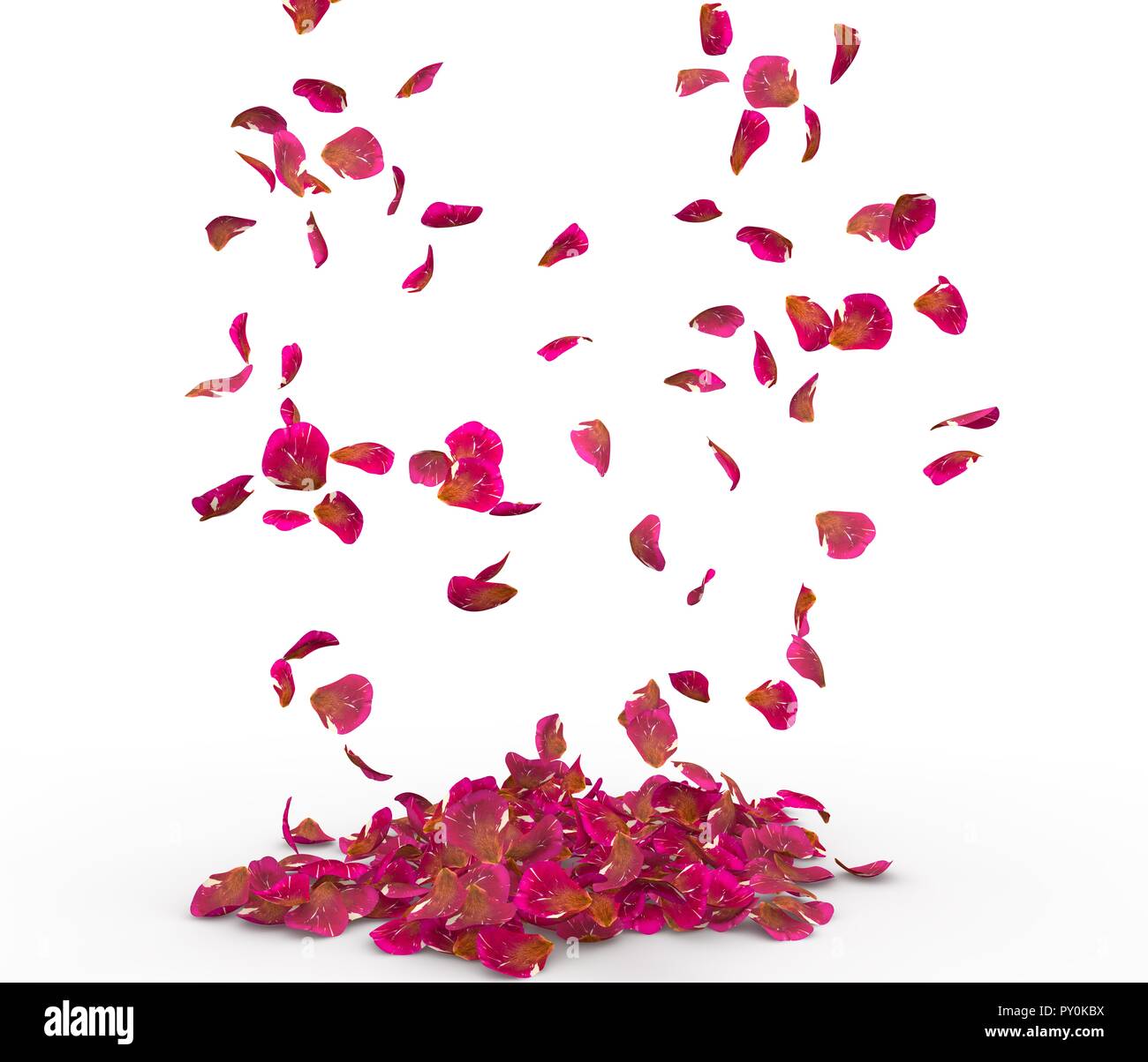 Rose petals fall to the floor. Isolated background Stock Photo - Alamy