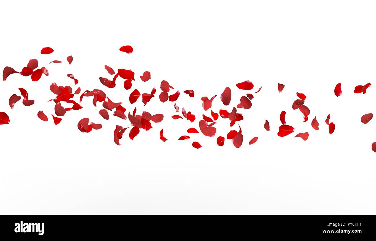 The petals of a red rose fly far into the distance. White isolated ...