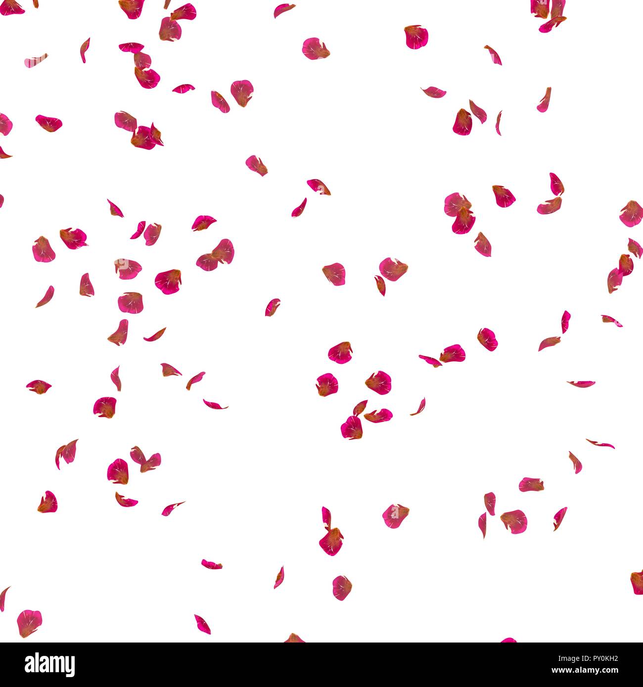 Rose petals fly in the air. White isolated background Stock Photo - Alamy