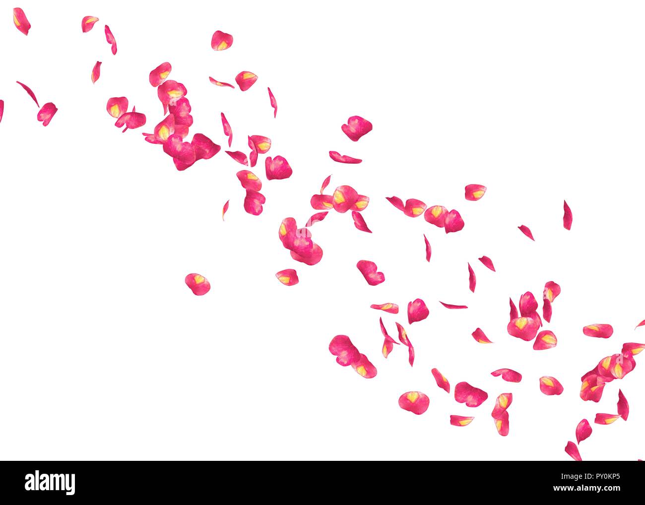 The petals of a red rose fly far into the distance. White isolated ...