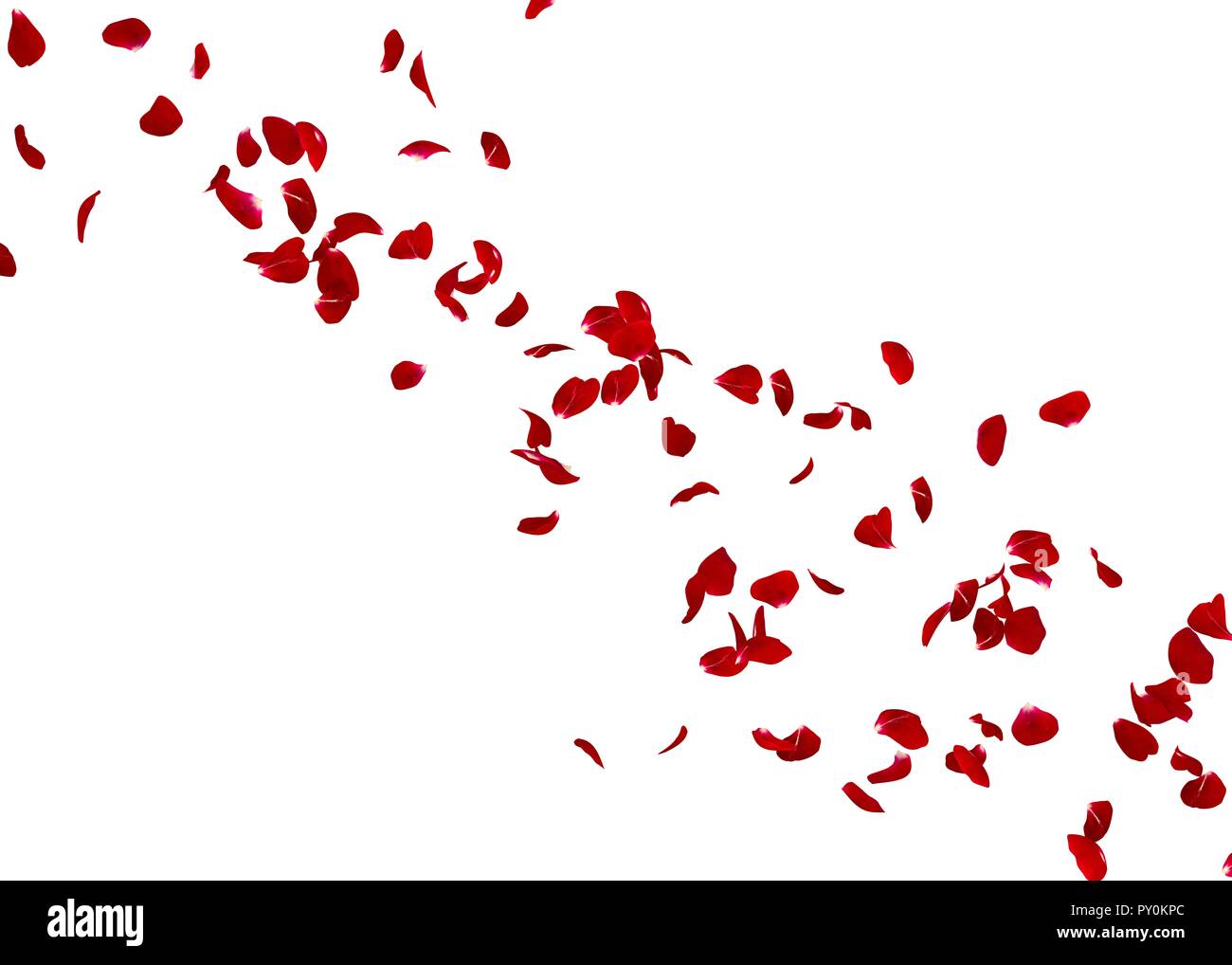 The petals of a red rose fly far into the distance. White isolated ...