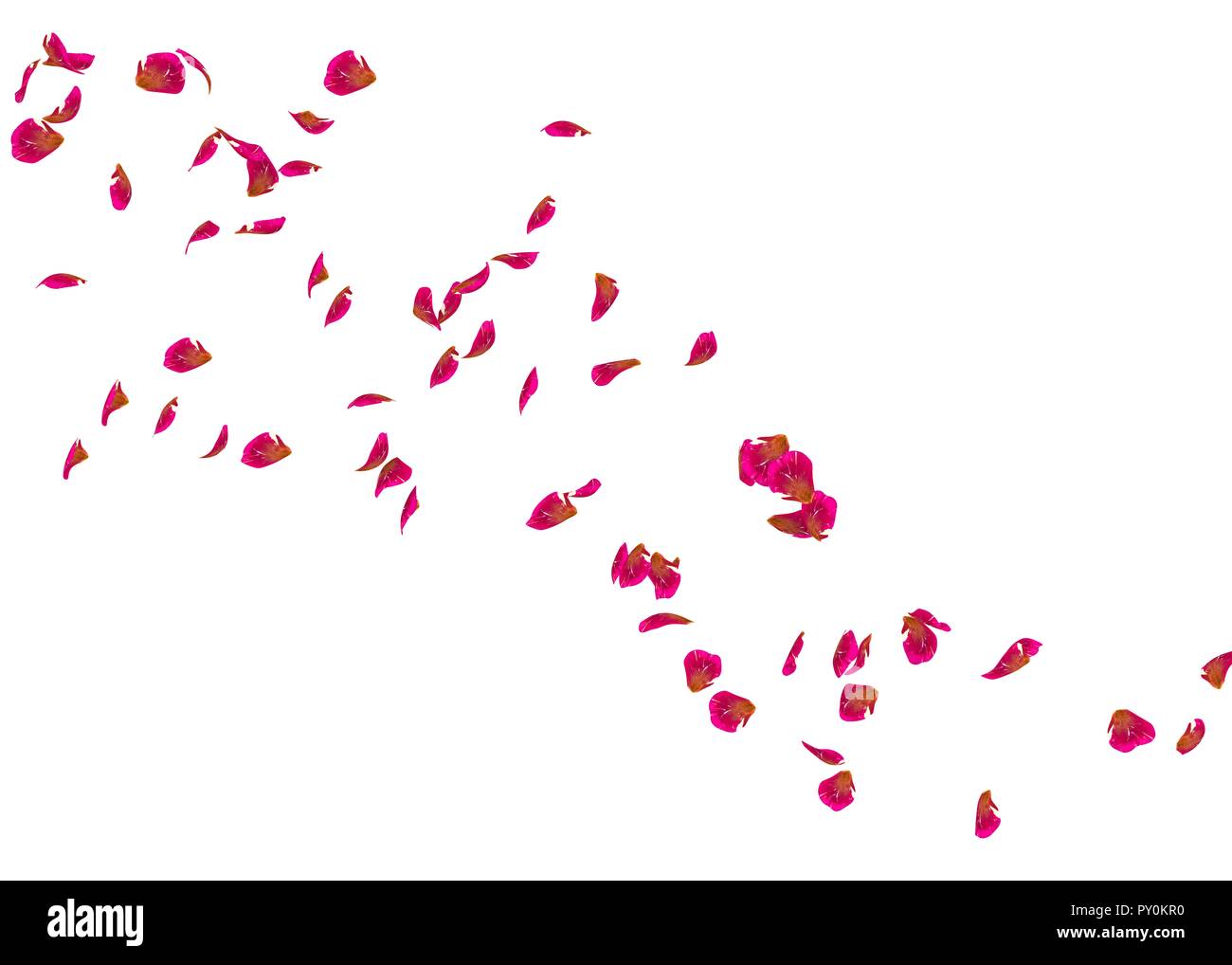 The petals of a red rose fly far into the distance. White isolated ...