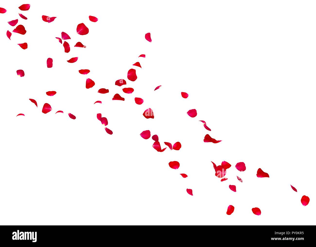 The petals of a red rose fly far into the distance. White isolated ...