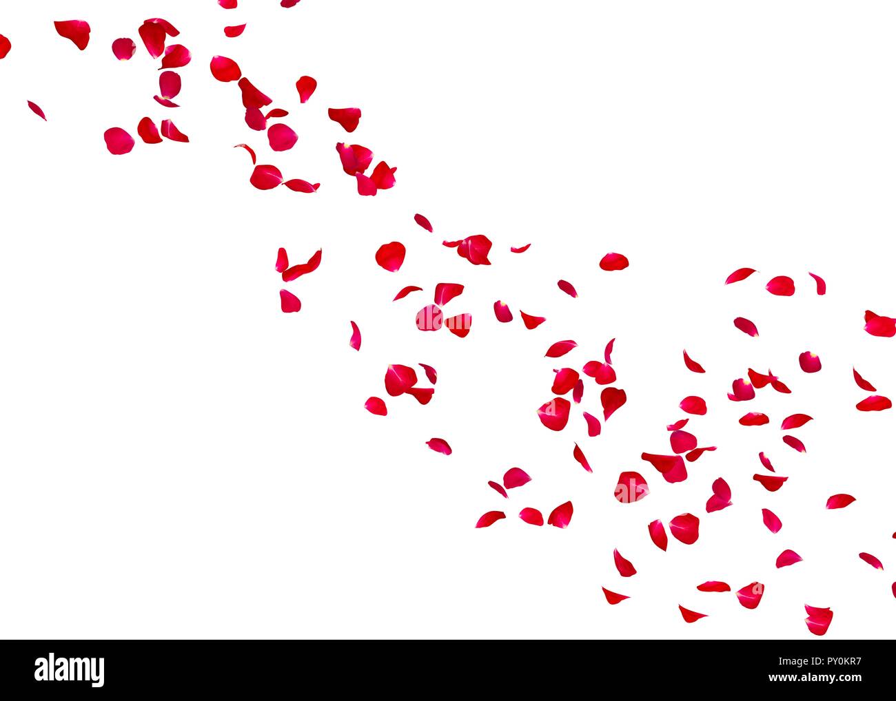 The petals of a red rose fly far into the distance. White isolated ...