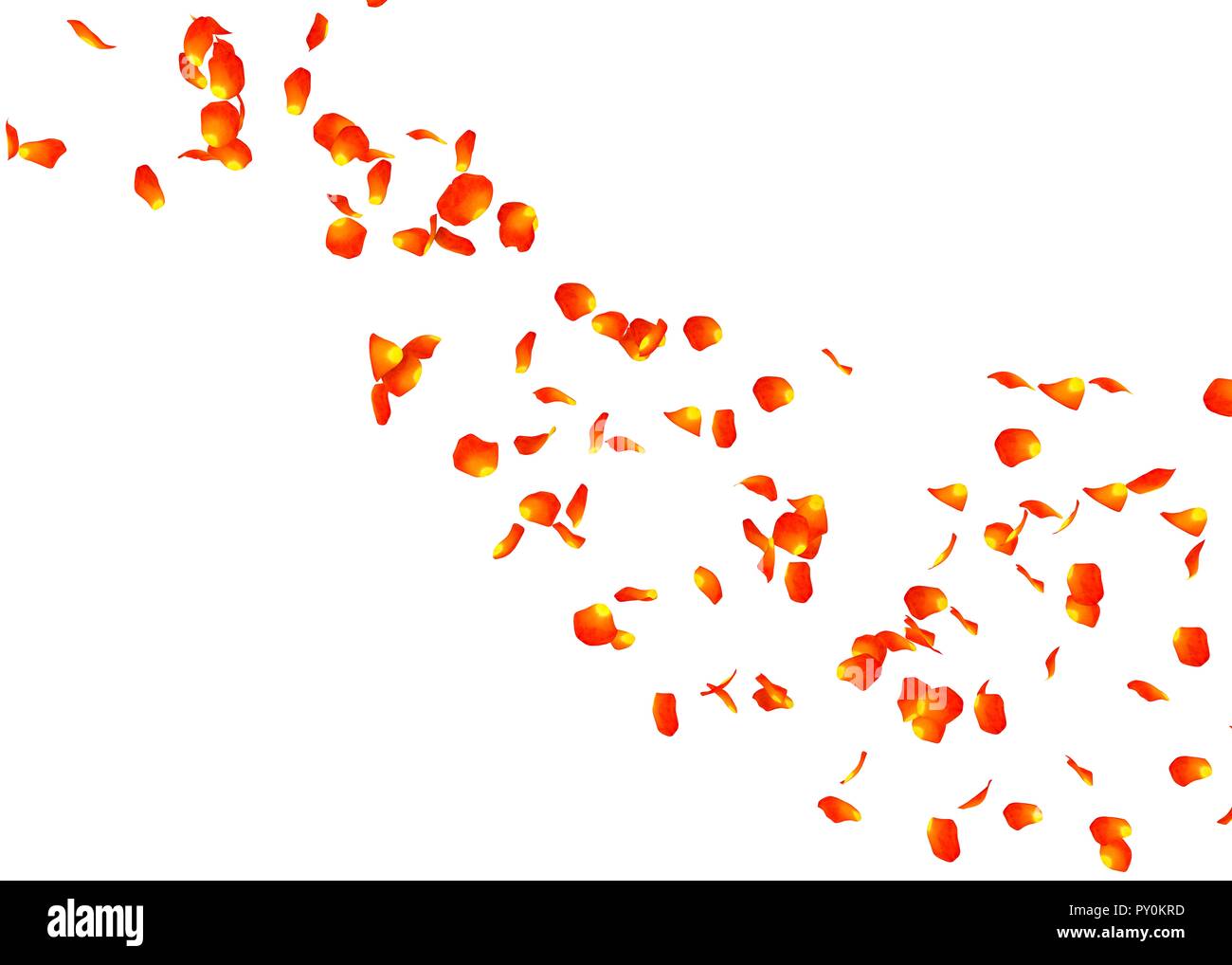 The petals of a red rose fly far into the distance. White isolated ...