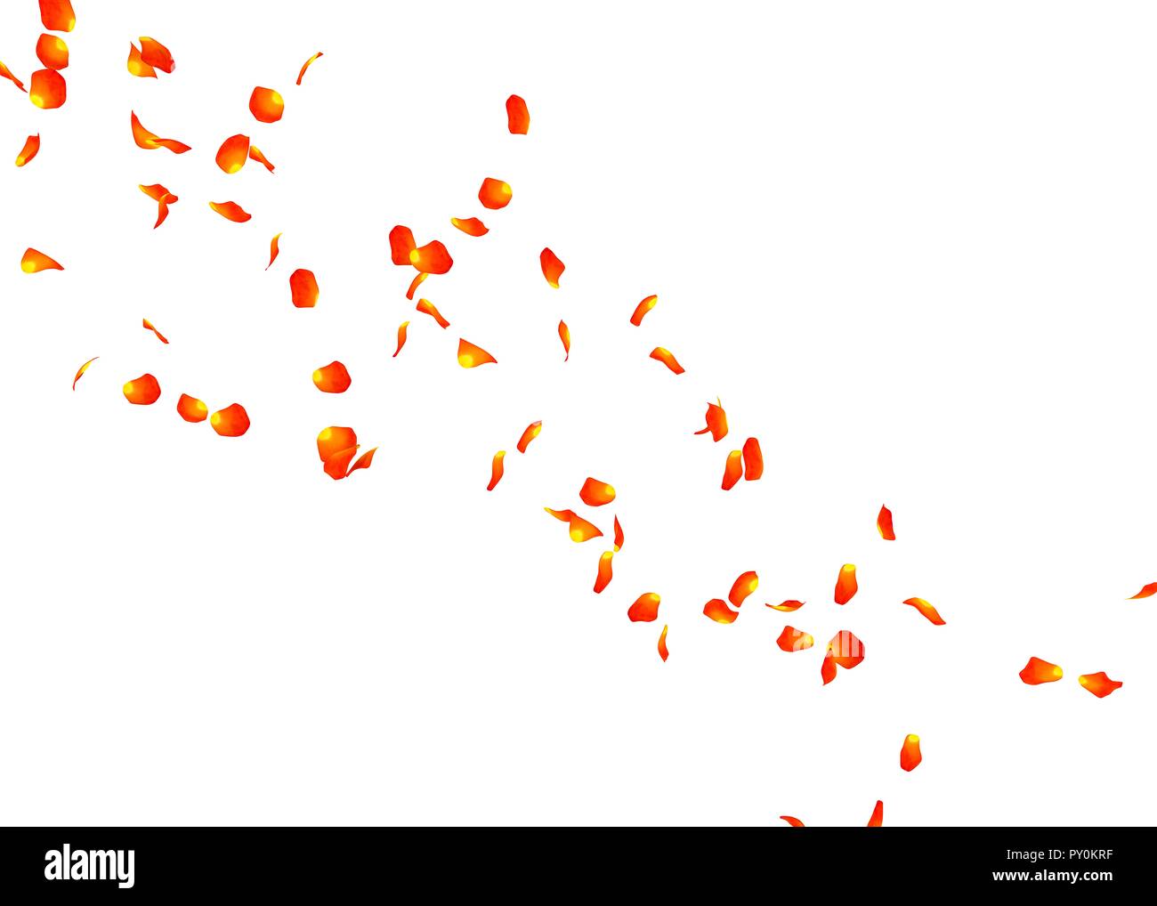 The petals of a red rose fly far into the distance. White isolated ...