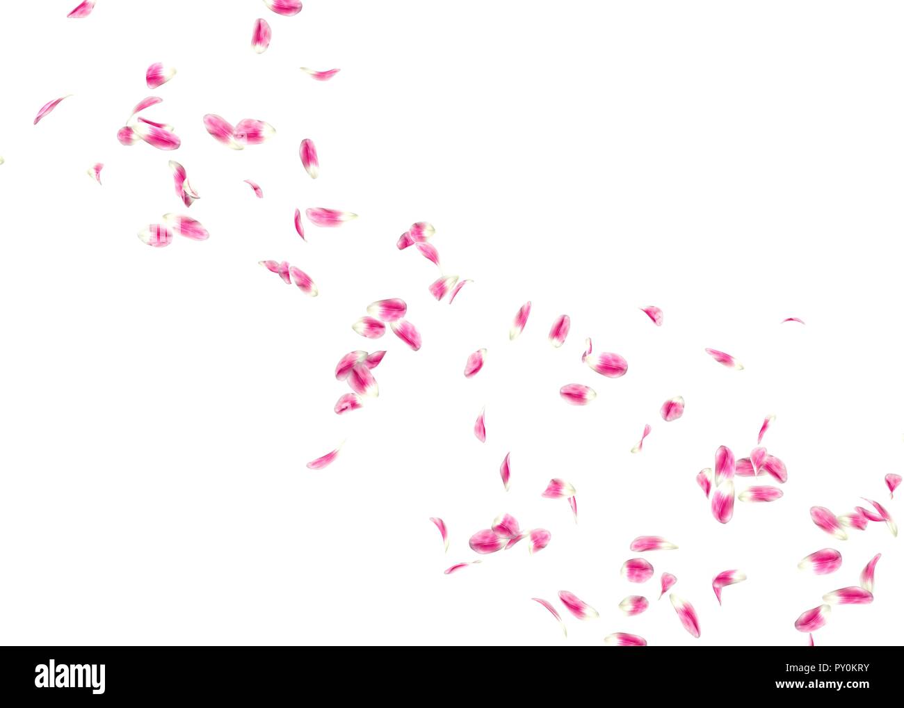 The petals of a tulip fly far into the distance. White isolated ...