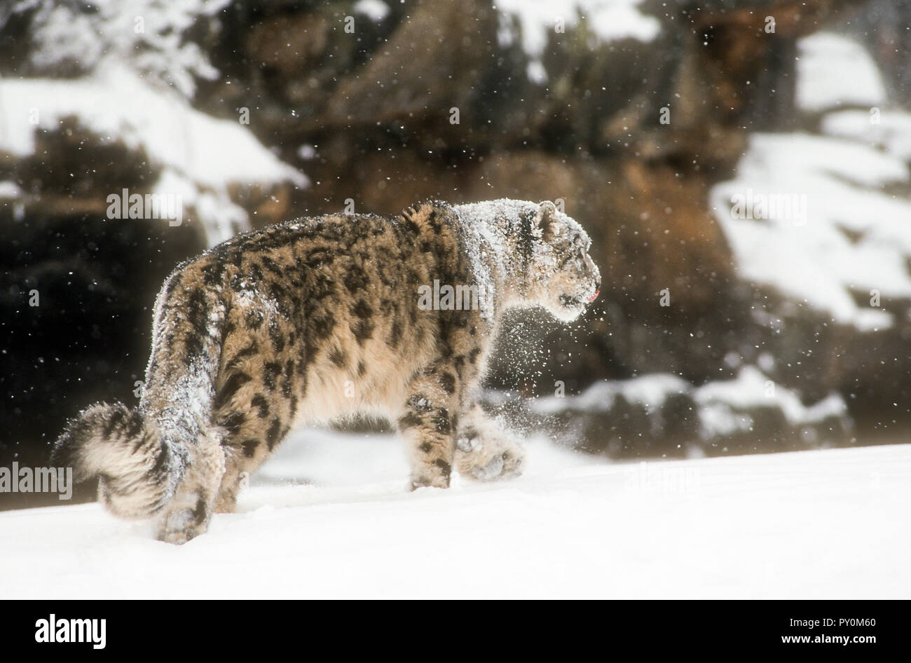 Snow Leopard; Big Cat; Predator; Winter; Captive Stock Photo - Alamy