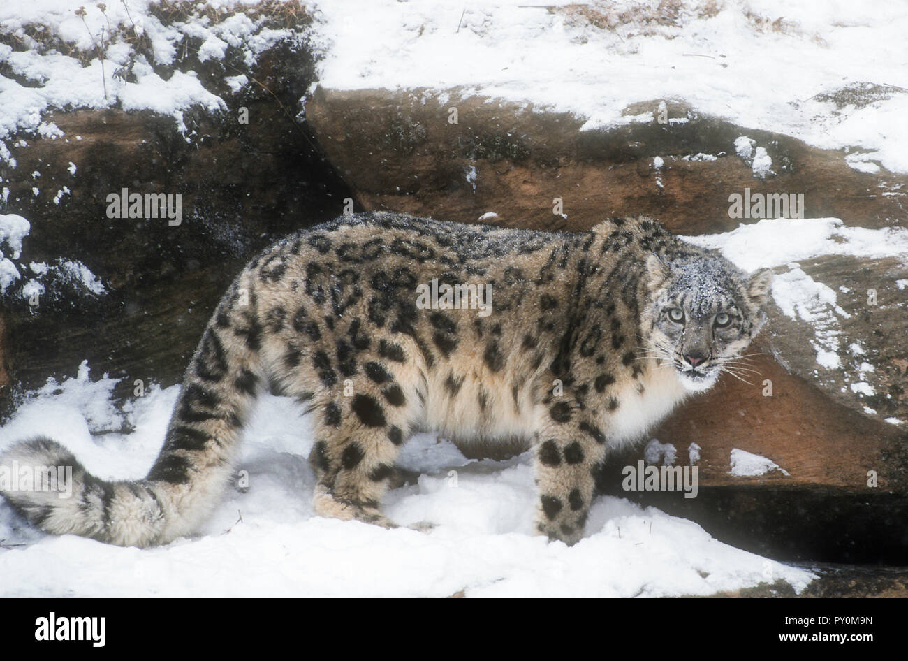 Snow Leopard; Big Cat; Predator; Winter; Captive Stock Photo - Alamy