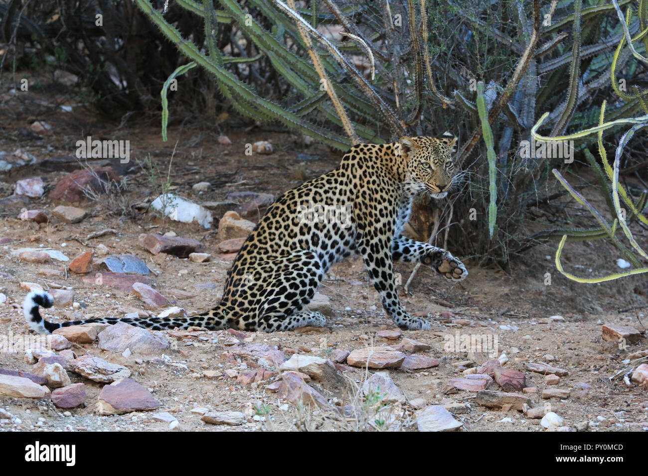 Leopard sitting hi-res stock photography and images - Alamy