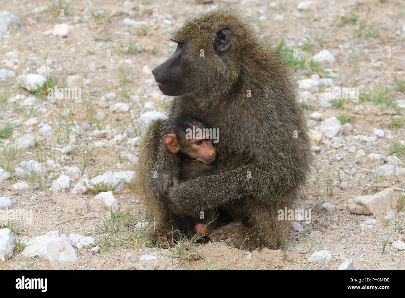 Buffalo springs hi-res stock photography and images - Alamy