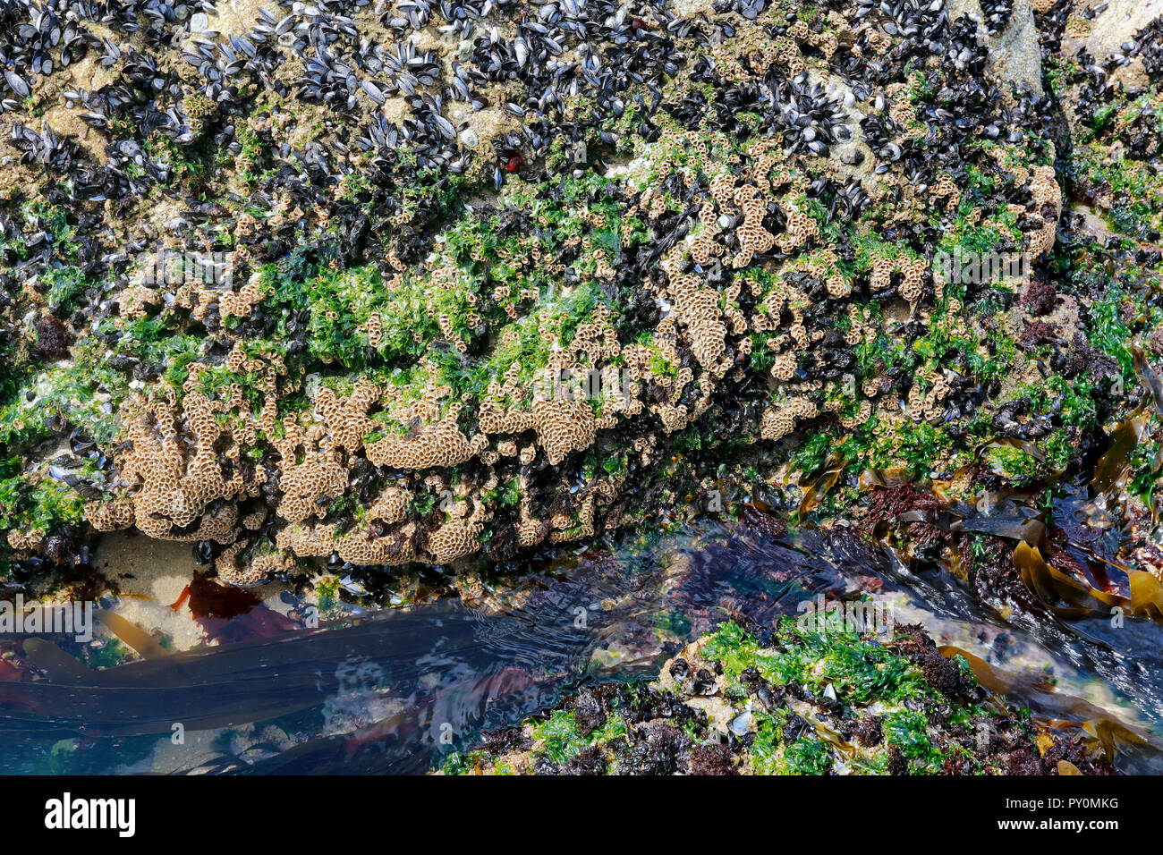 Sea beach rock during low tide covered with seaweed, mussels, barnacle ...