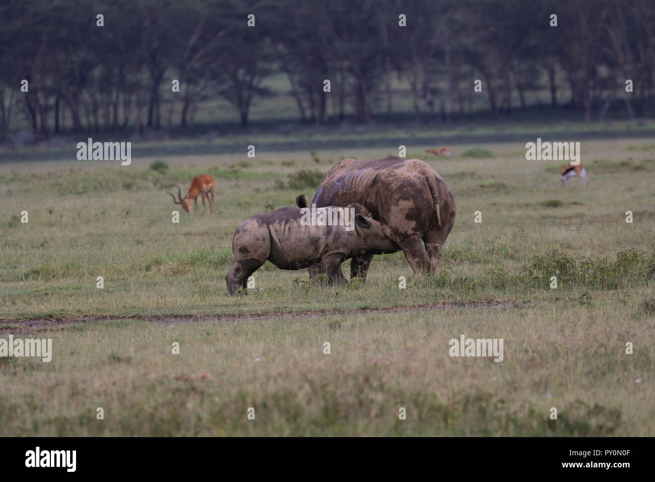 A white rhino is nursing its young at Lake Nakuru National Park in ...