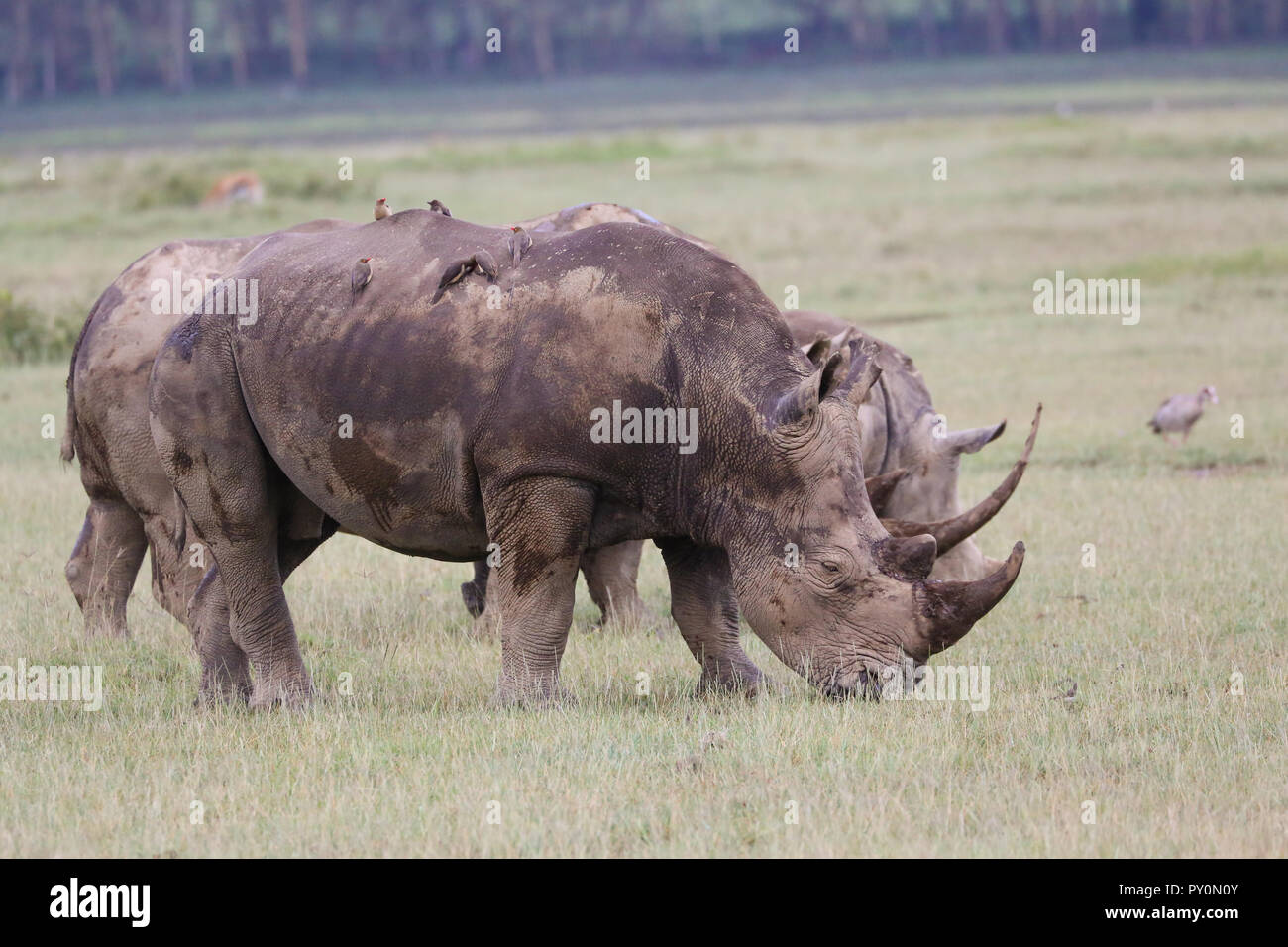 Three white rhinos grazing in Lake Nakuru National Park, Kenya, with ...