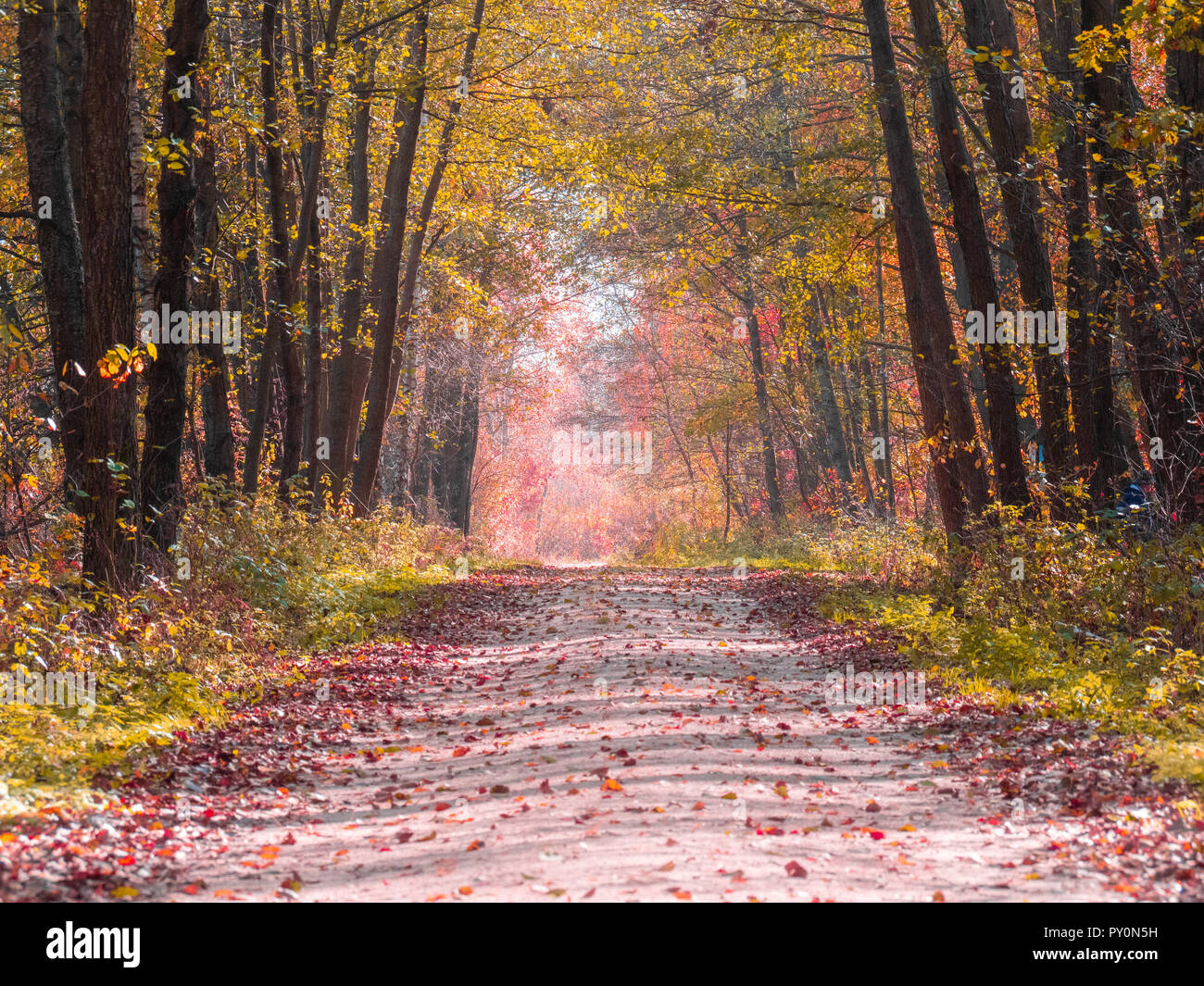 road in woods while spring to autumn transition with beautiful orange ...
