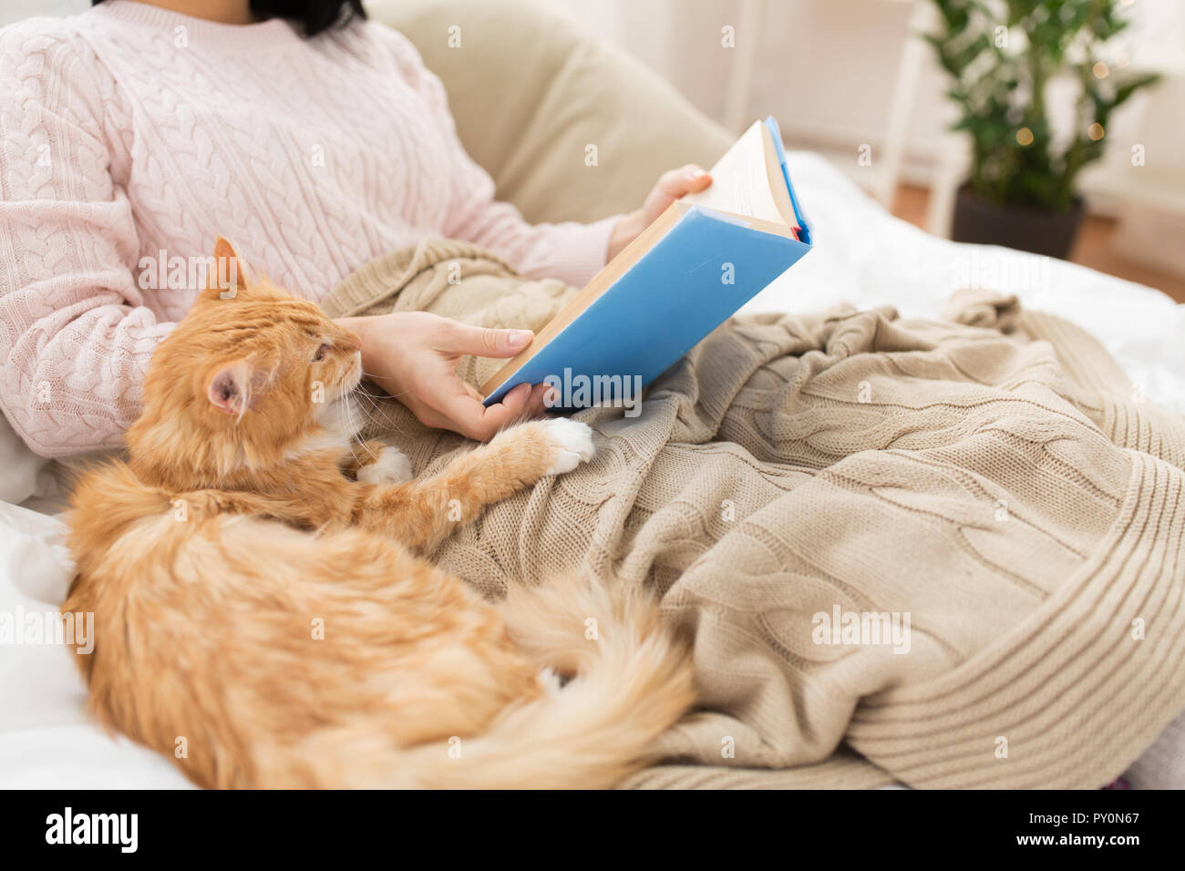 Reading book cat hi-res stock photography and images - Alamy