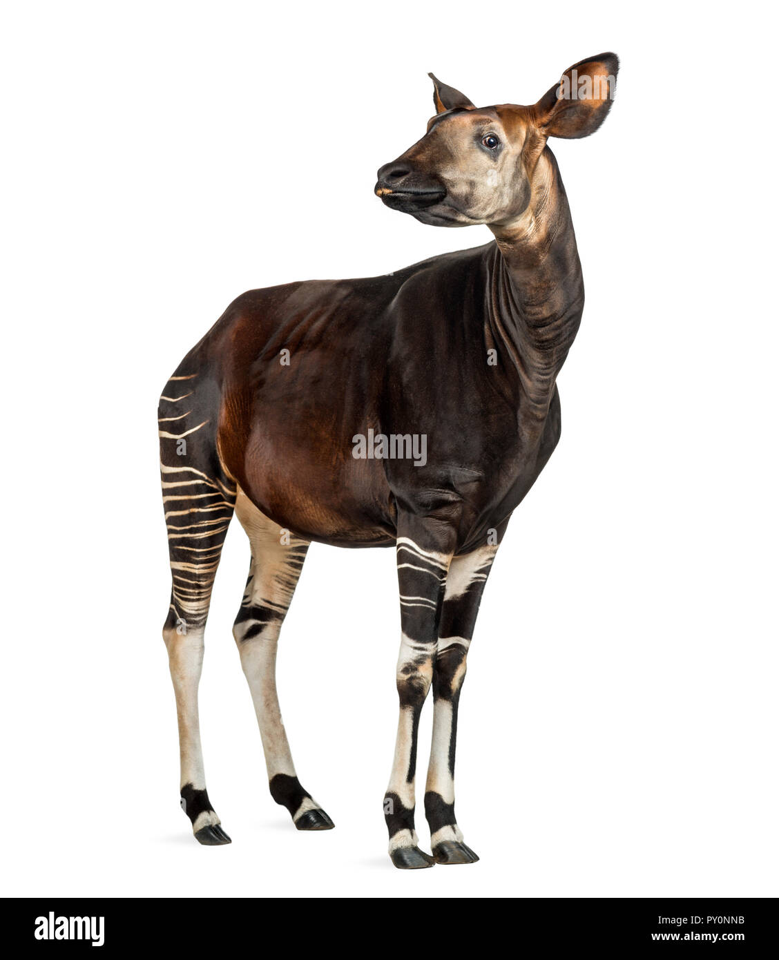 Okapi standing, showing teeth, Okapia johnstoni, isolated on white ...
