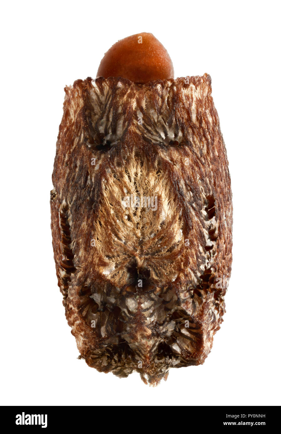 Goliath Stick Insect - Eurycnema goliath, isolated on white Stock Photo ...