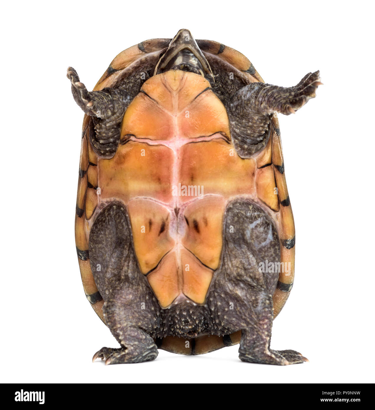 Mud turtle hi-res stock photography and images - Alamy