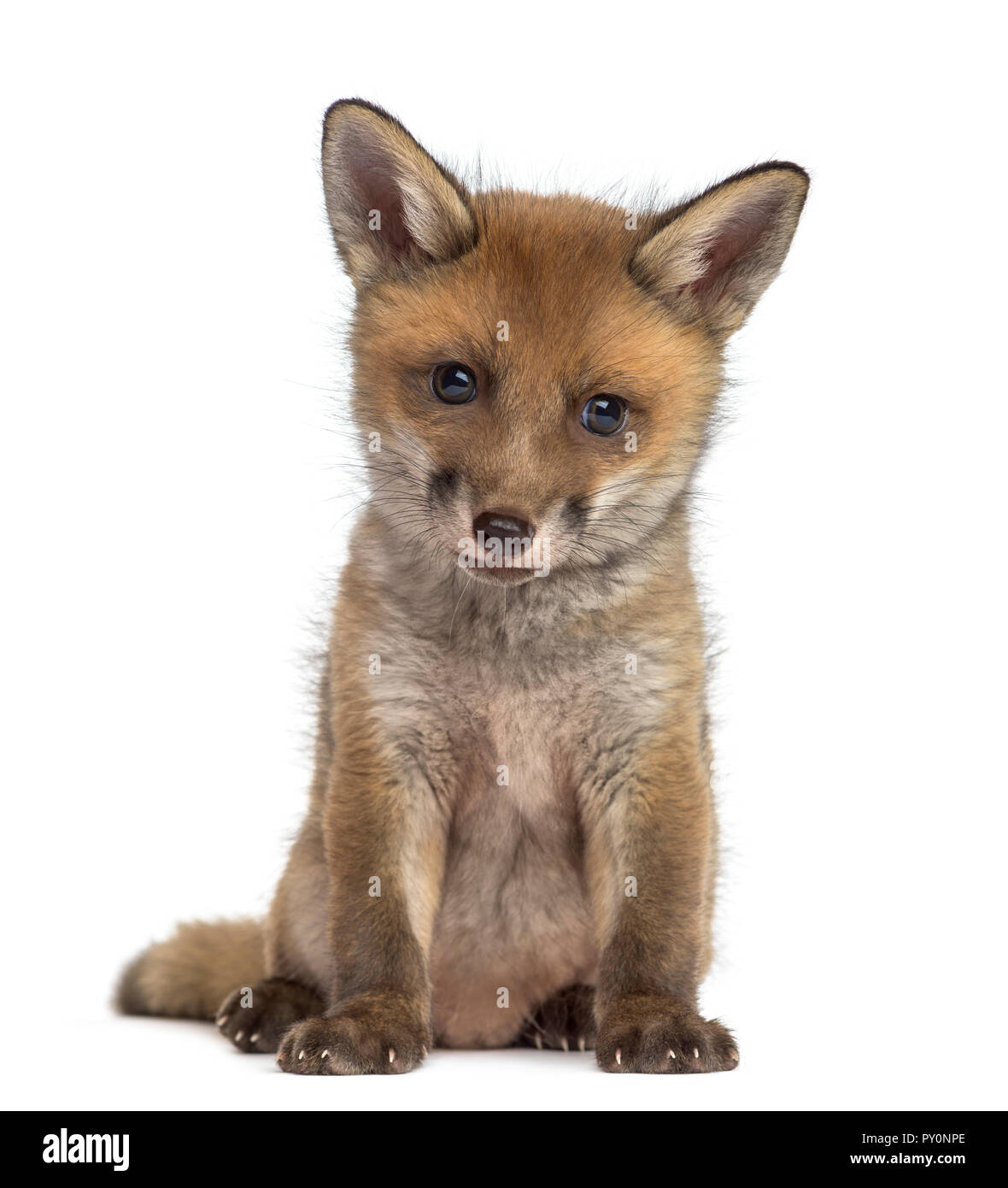 Fox cub (7 weeks old) sitting in front of a white background Stock ...