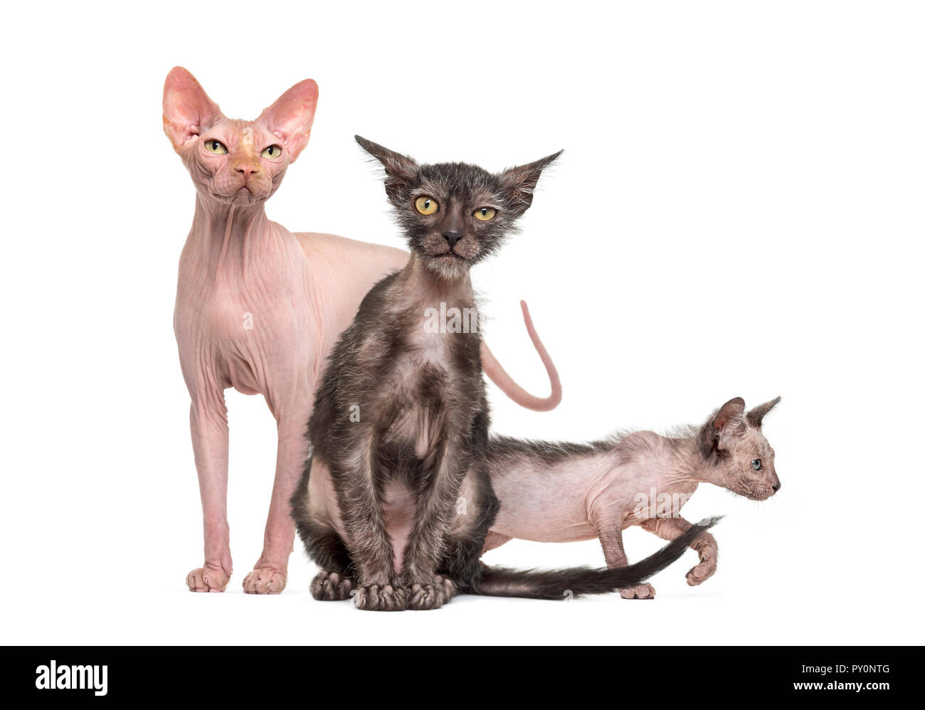 Hairless kittens hi-res stock photography and images - Alamy