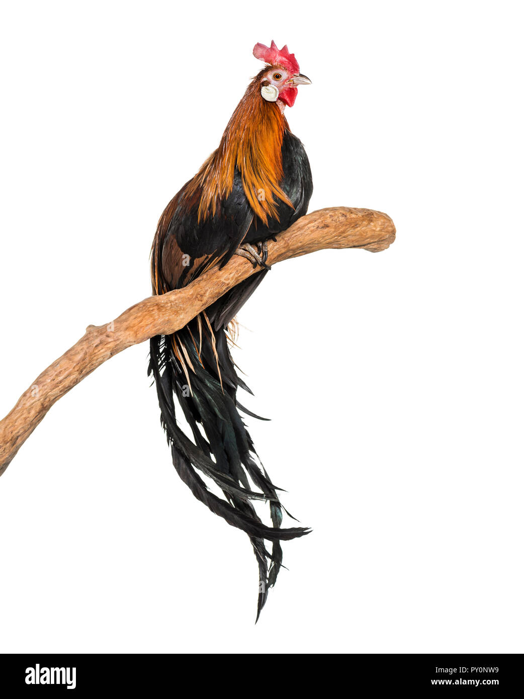 Phoenix chicken, a German breed of long-tailed chicken, against white ...
