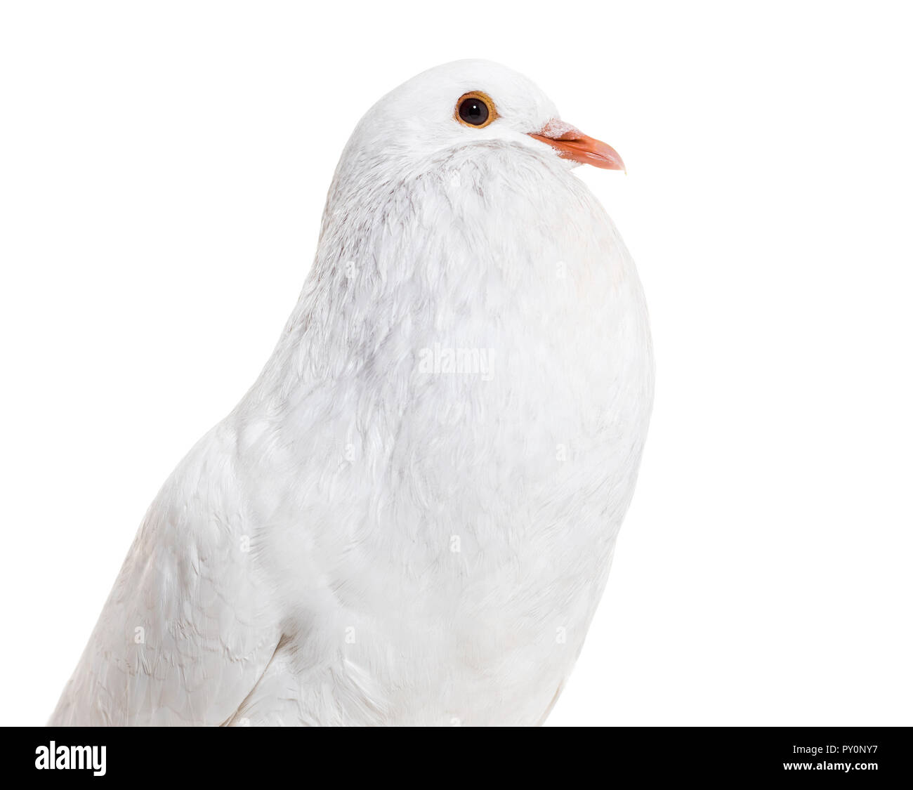 Ghent Cropper, a fancy pigeon, against white background Stock Photo - Alamy