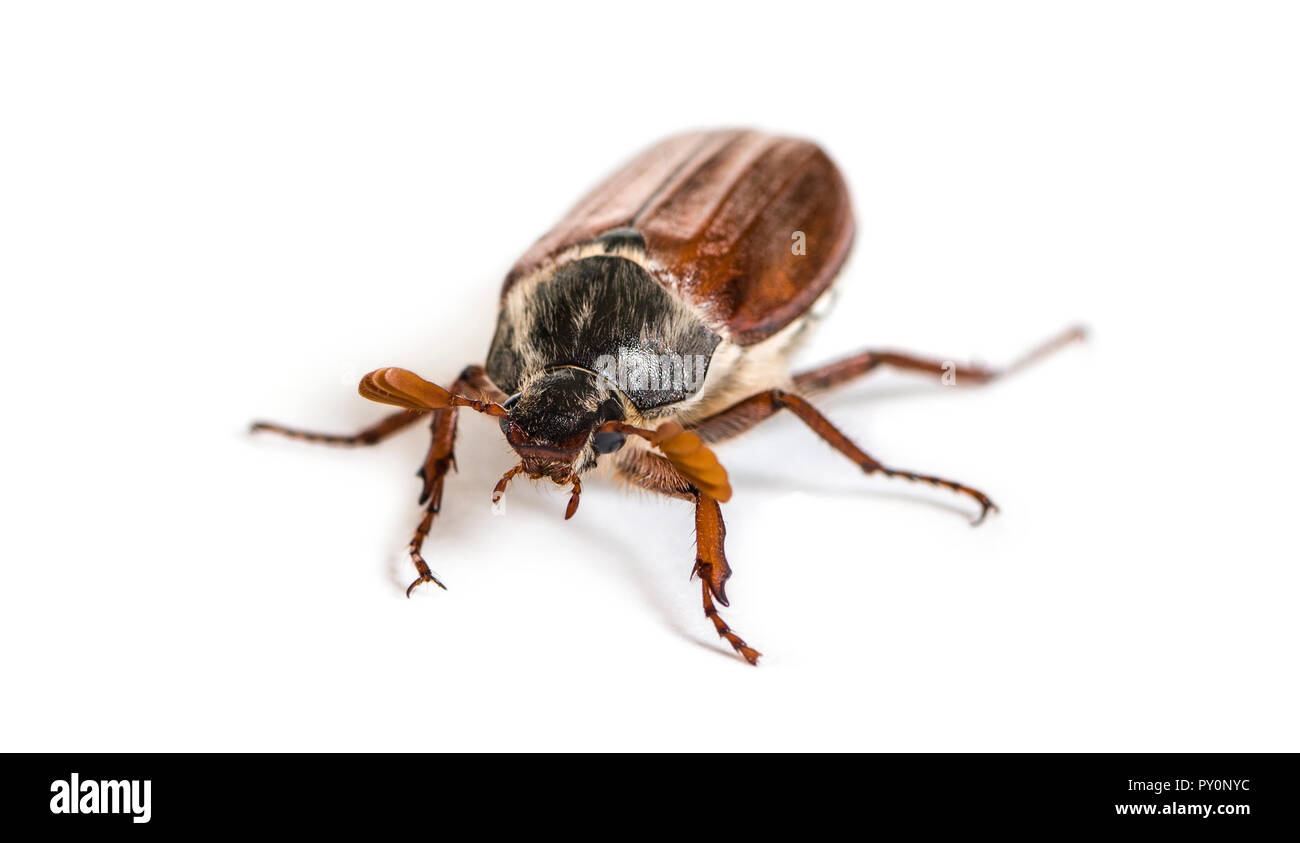 Chafer. Summer chafer or European june beetle, Amphimallon solstitiale ...