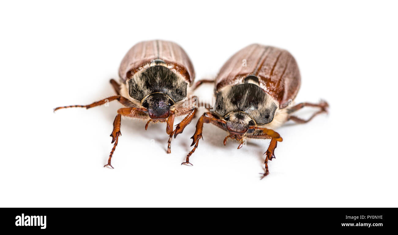June beetles hi-res stock photography and images - Alamy