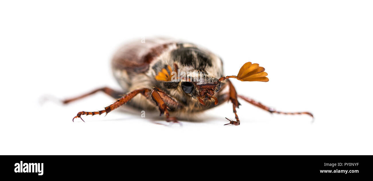 Summer chafer or European june beetle, Amphimallon solstitiale, in ...