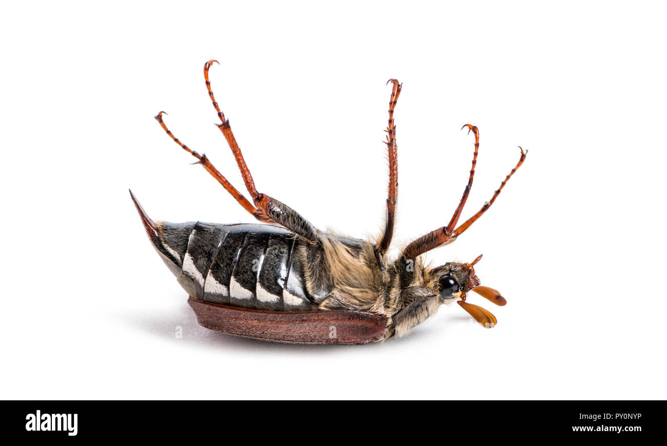 Summer chafer or European june beetle, Amphimallon solstitiale, in ...
