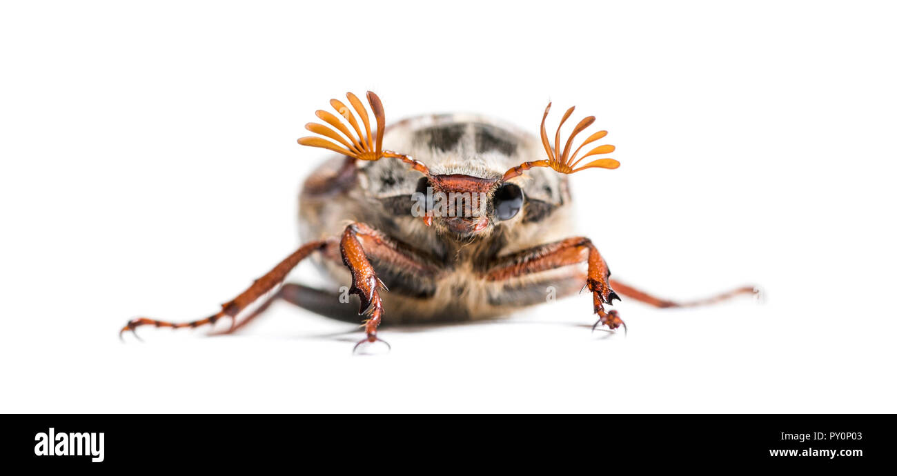 Summer chafer or European june beetle, Amphimallon solstitiale, in ...