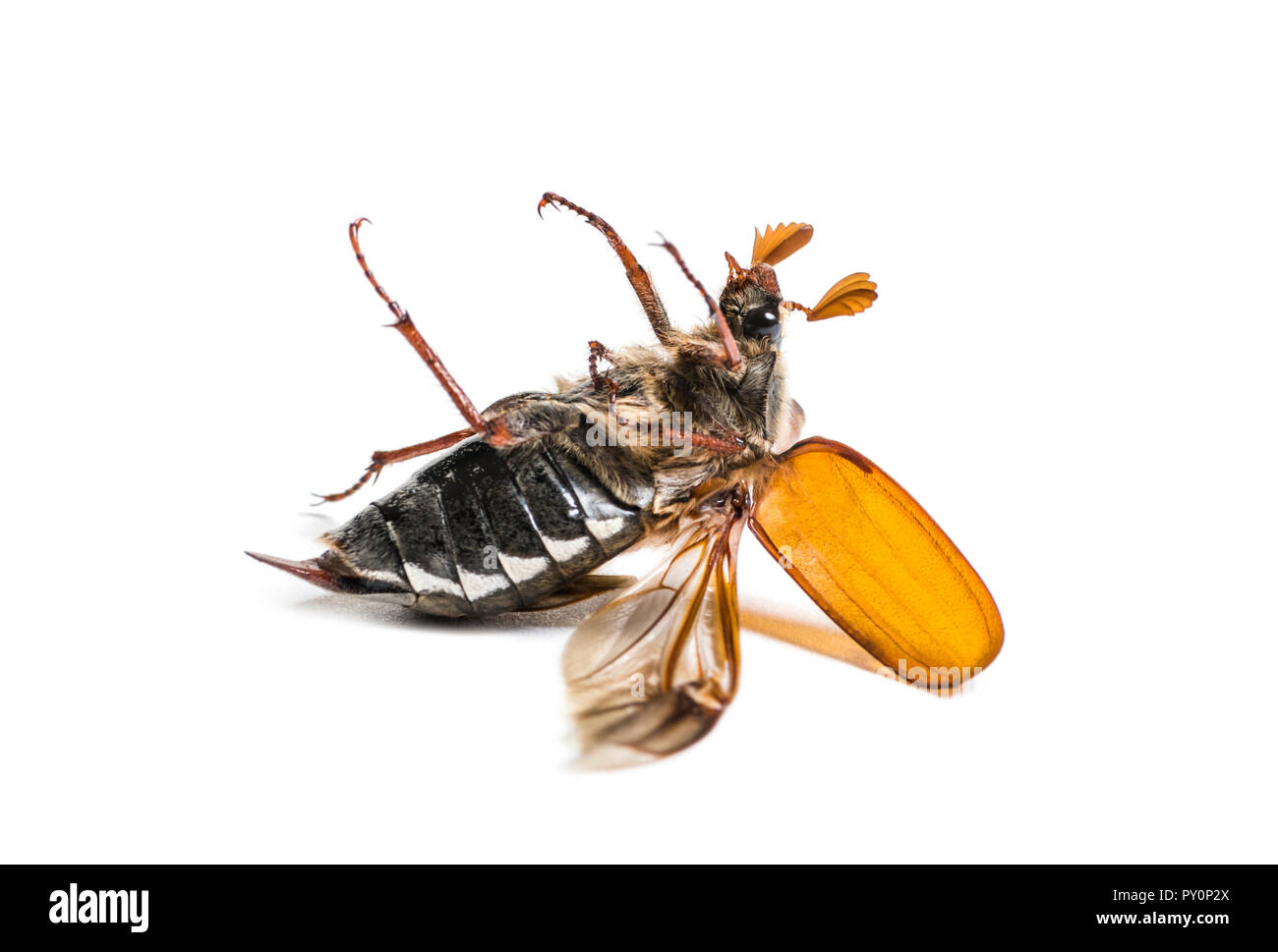 Summer chafer or European june beetle, Amphimallon solstitiale, in ...