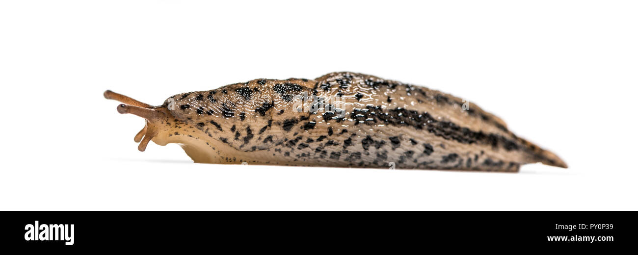 Limax maximus, literally, 'biggest slug', known by the common names ...