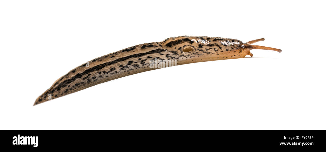 Limax maximus, literally, 'biggest slug', known by the common names ...