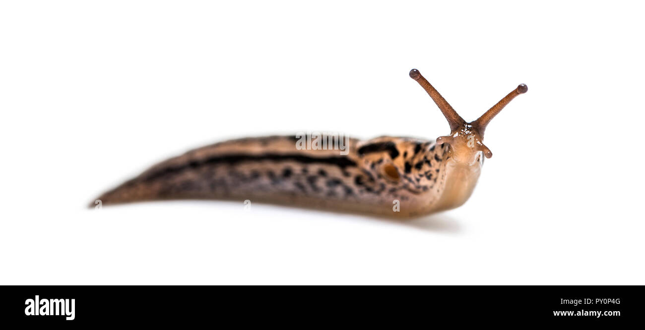 Limax maximus, literally, 'biggest slug', known by the common names ...