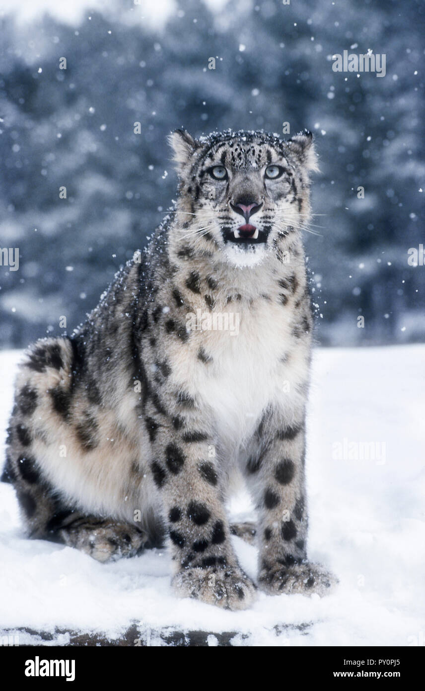 Snow Leopard; Big Cat; Predator; Winter; Captive Stock Photo - Alamy
