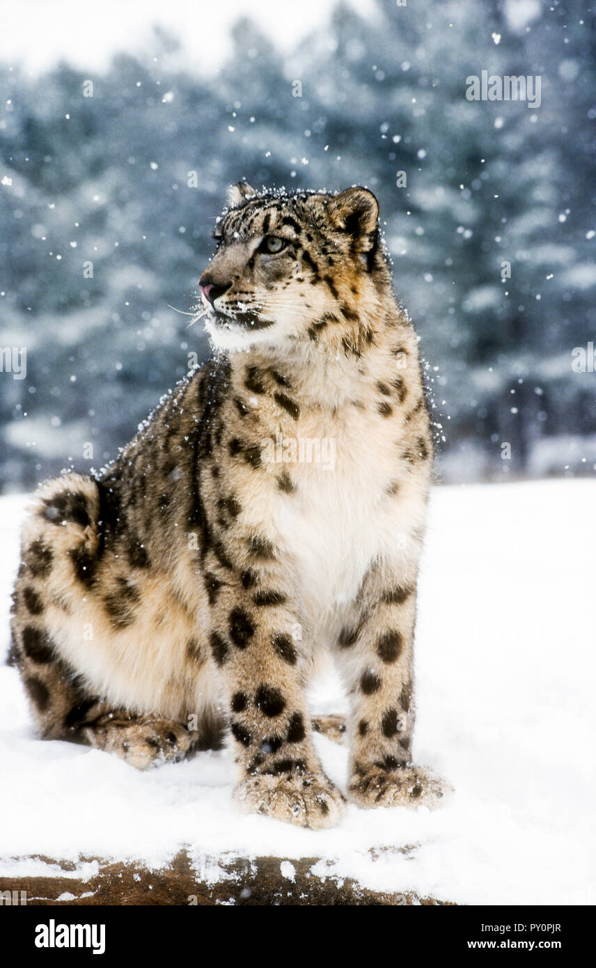 Predator species hi-res stock photography and images - Alamy