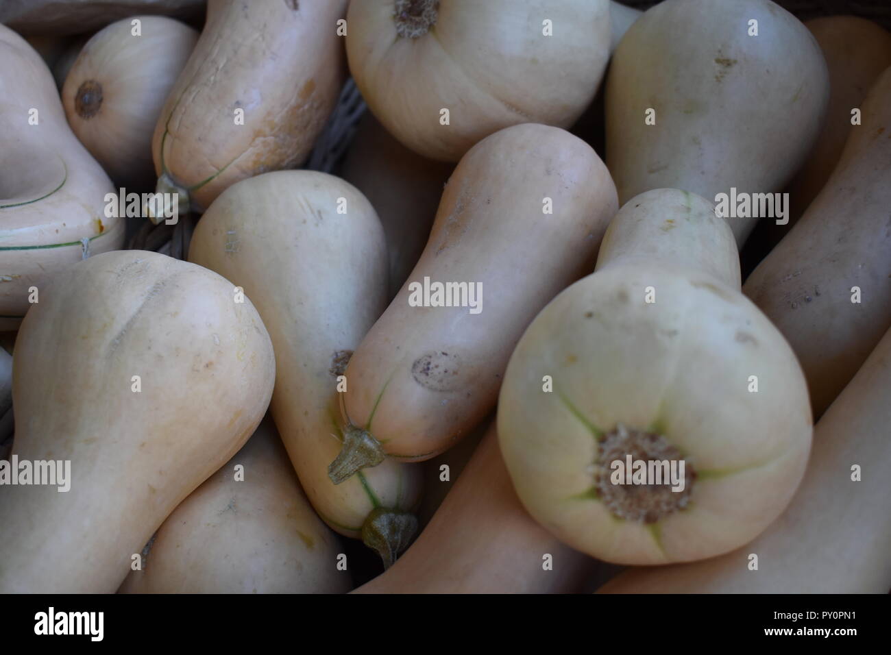 Edible squash gourd hi-res stock photography and images - Alamy
