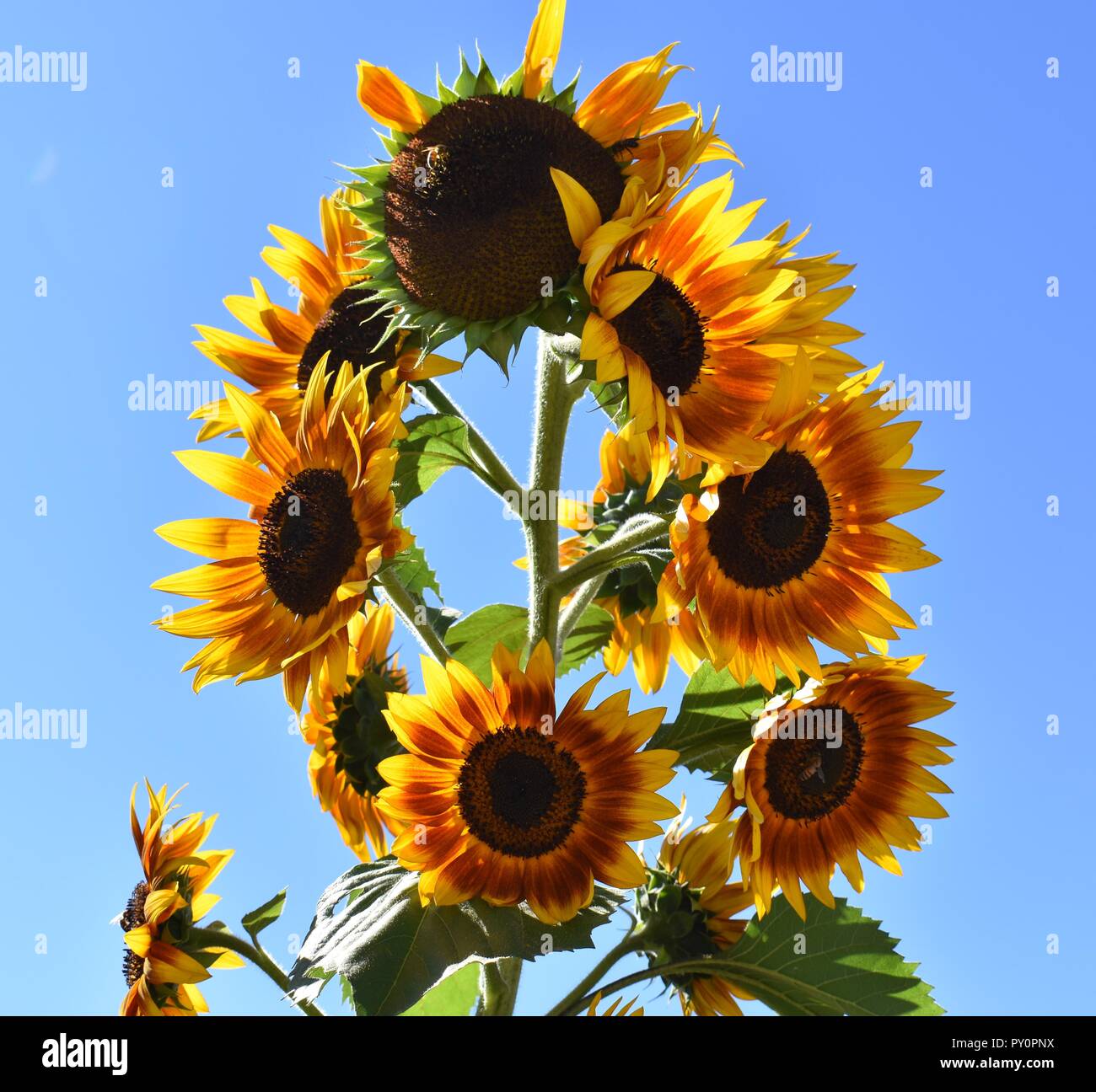 Stalk of sunflower hi-res stock photography and images - Alamy