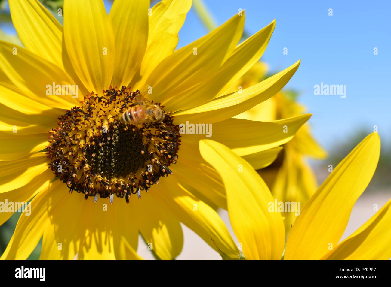 Arizona sunflower hi-res stock photography and images - Alamy