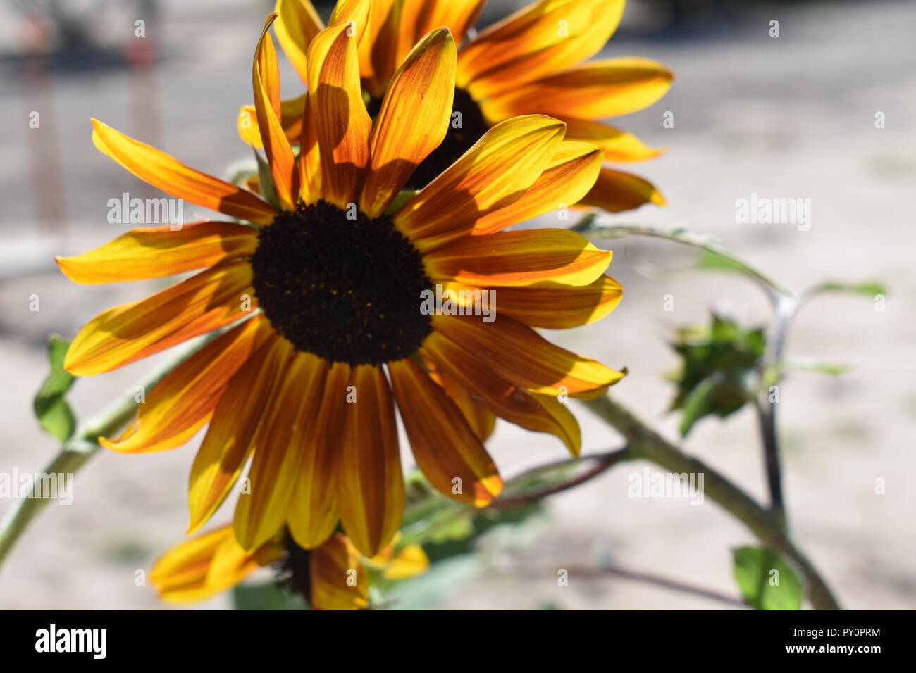 Sunflower stalk leaves hi-res stock photography and images - Alamy