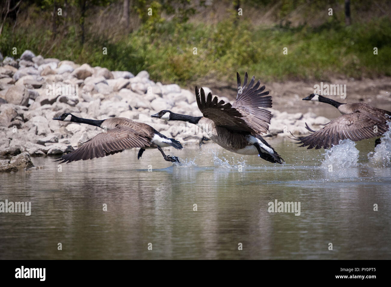 Three Canada Geese Taking Off From A Pond Stock Photo - Alamy