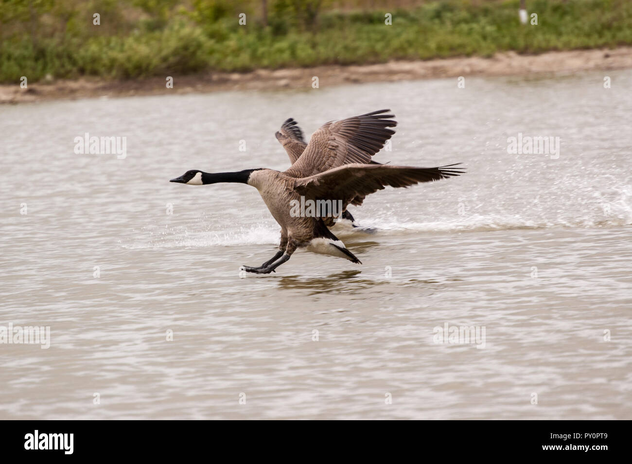 Canada geese landing on water hi-res stock photography and images - Alamy